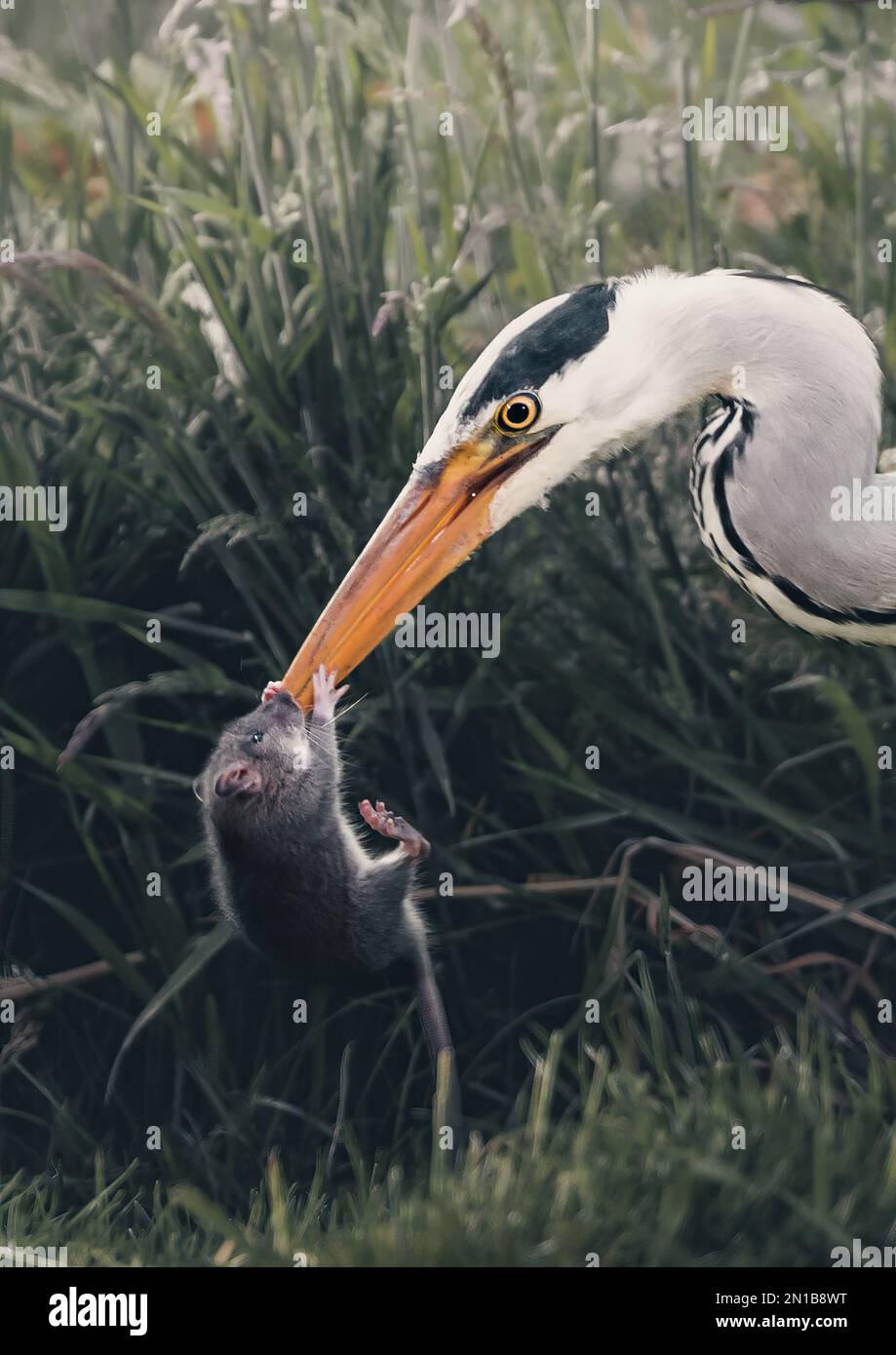 THRILLING images show how a heron helped control local pests by ...