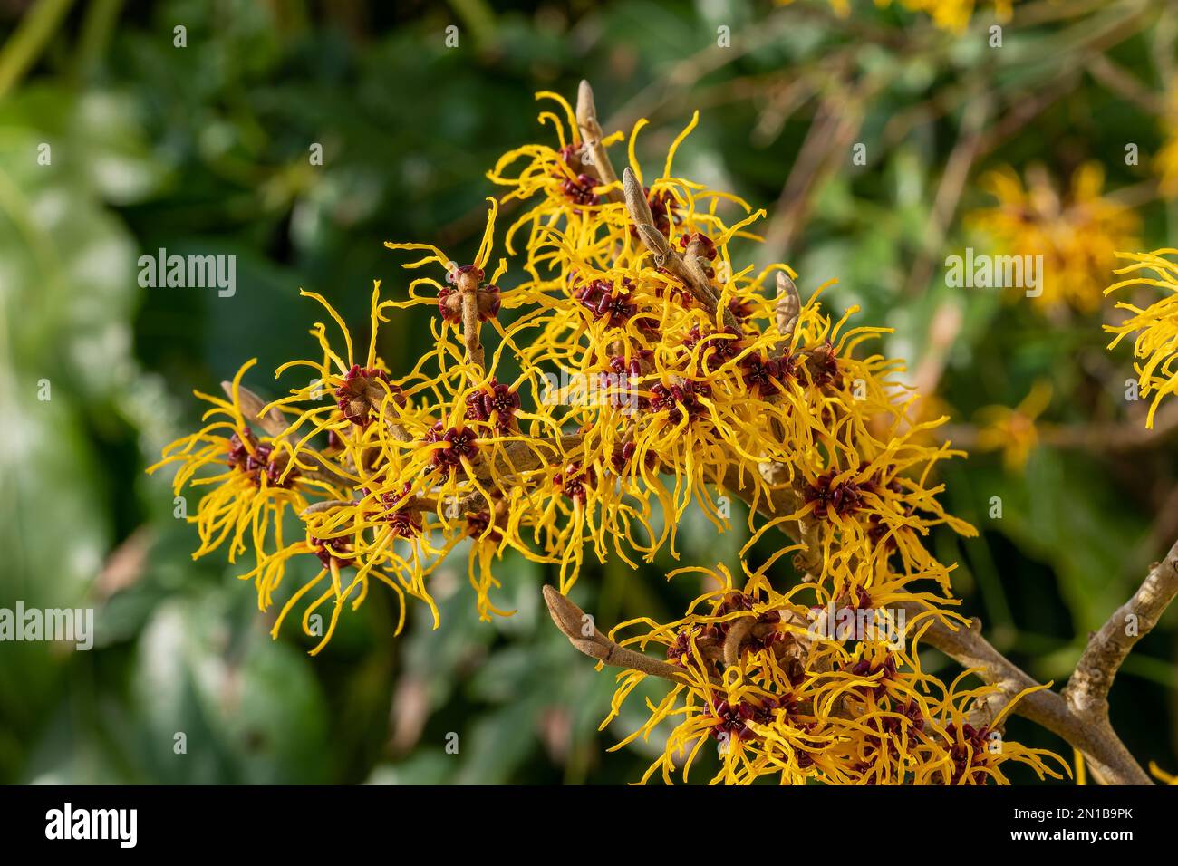 Hamamelis mollis (witch hazel) a winter spring flowering tree shrub ...