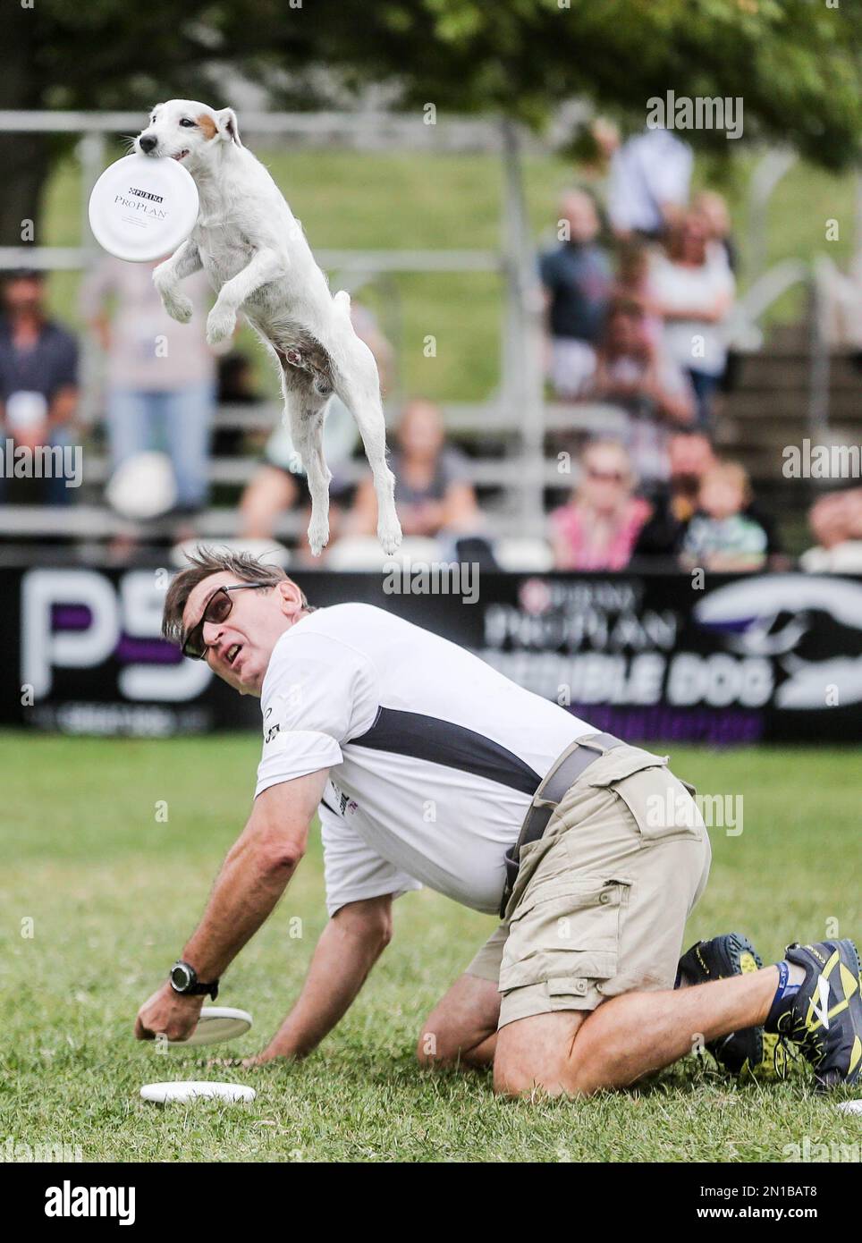 IMAGE DISTRIBUTED FOR PURINA PRO PLAN - Tim Geib and his Parson Russell ...