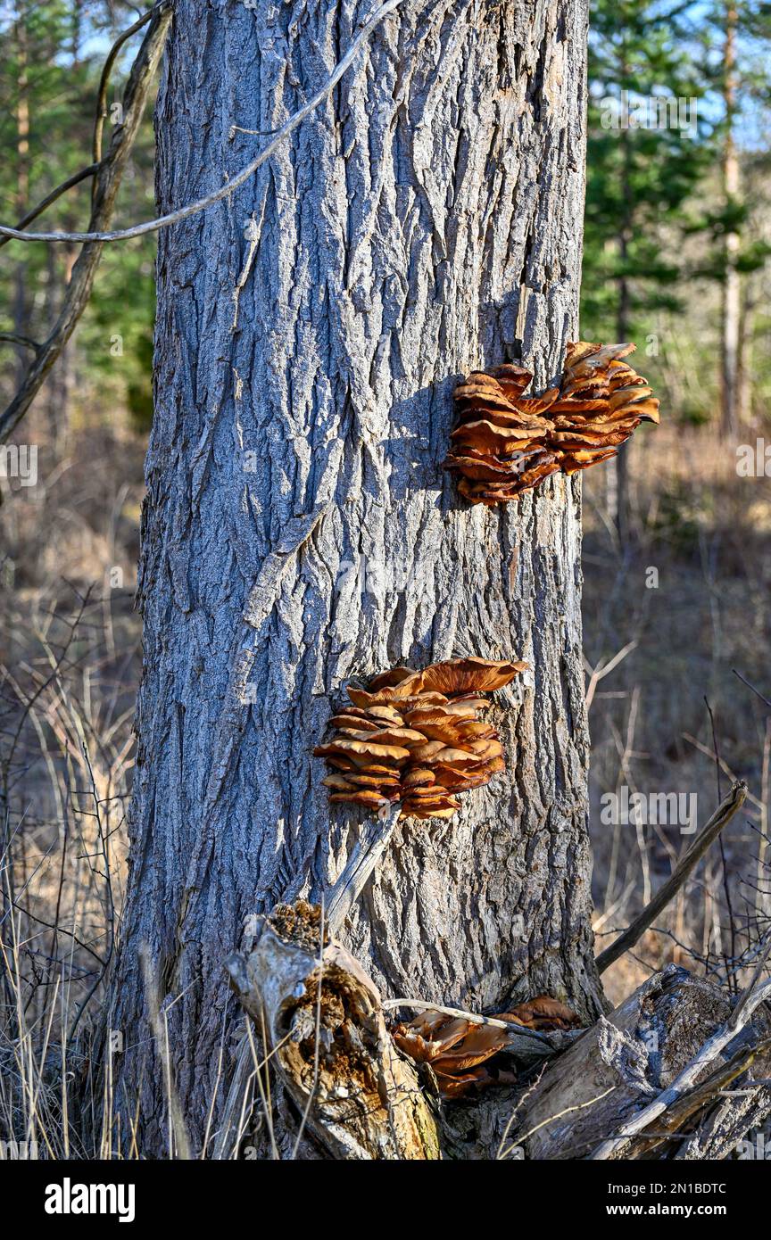 cluster of fungus on grey tree bark Stock Photo - Alamy