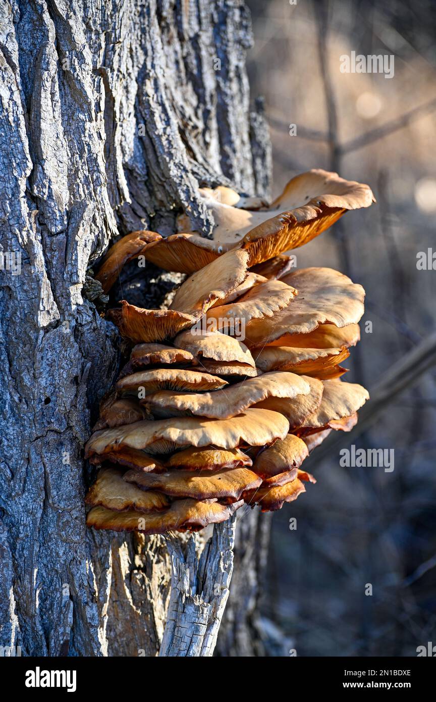 cluster of fungus on grey tree bark Stock Photo - Alamy