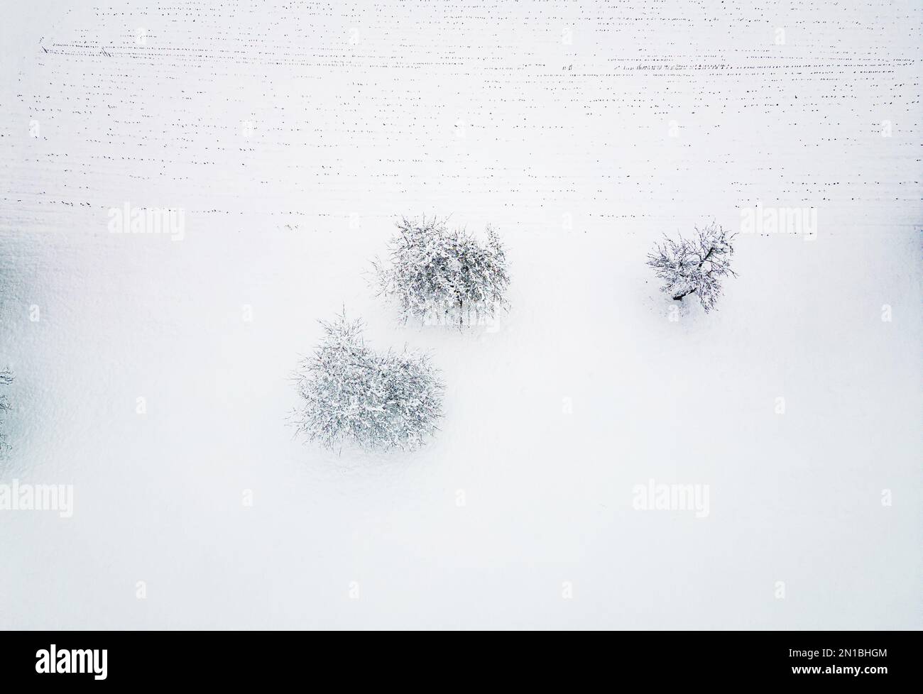 Top down view three lonely trees covered in a blanket of snow Stock ...