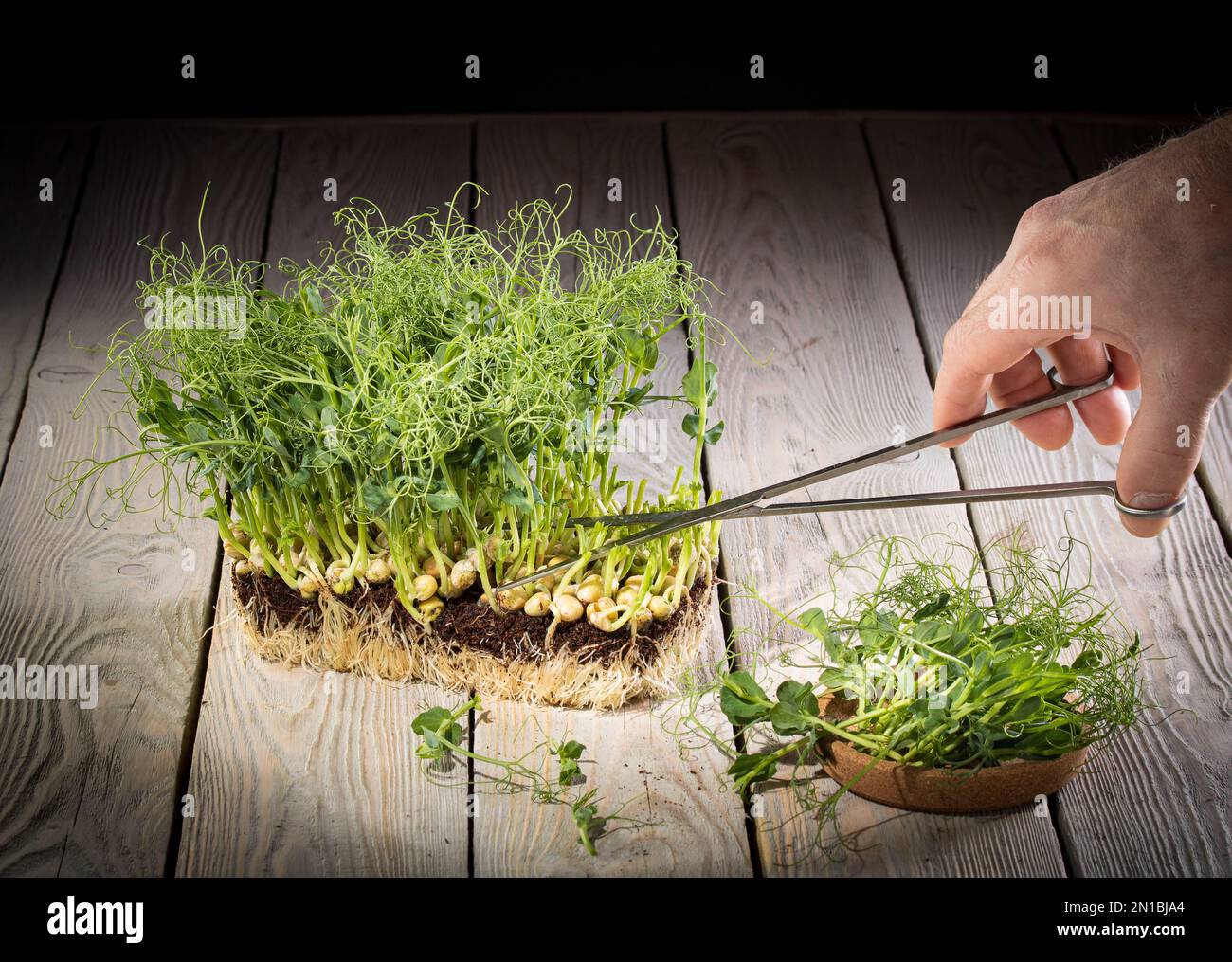 Growing microgreens. Cutting green peas with scissors, rustic style ...