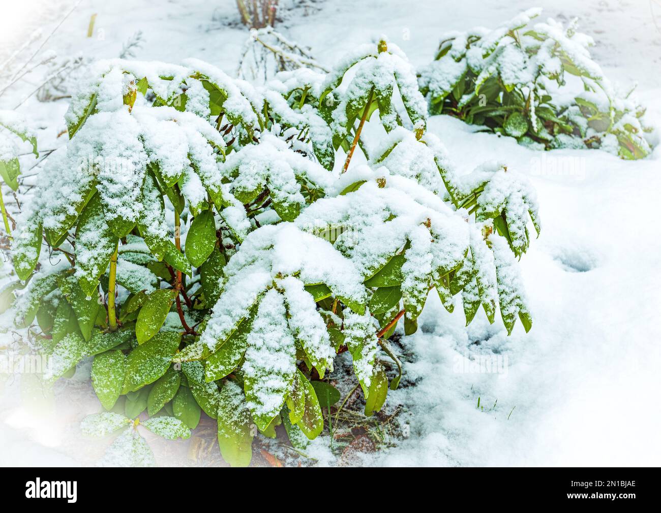 Winter scene, evergreen rhododendron bush covered with fresh snow Stock ...