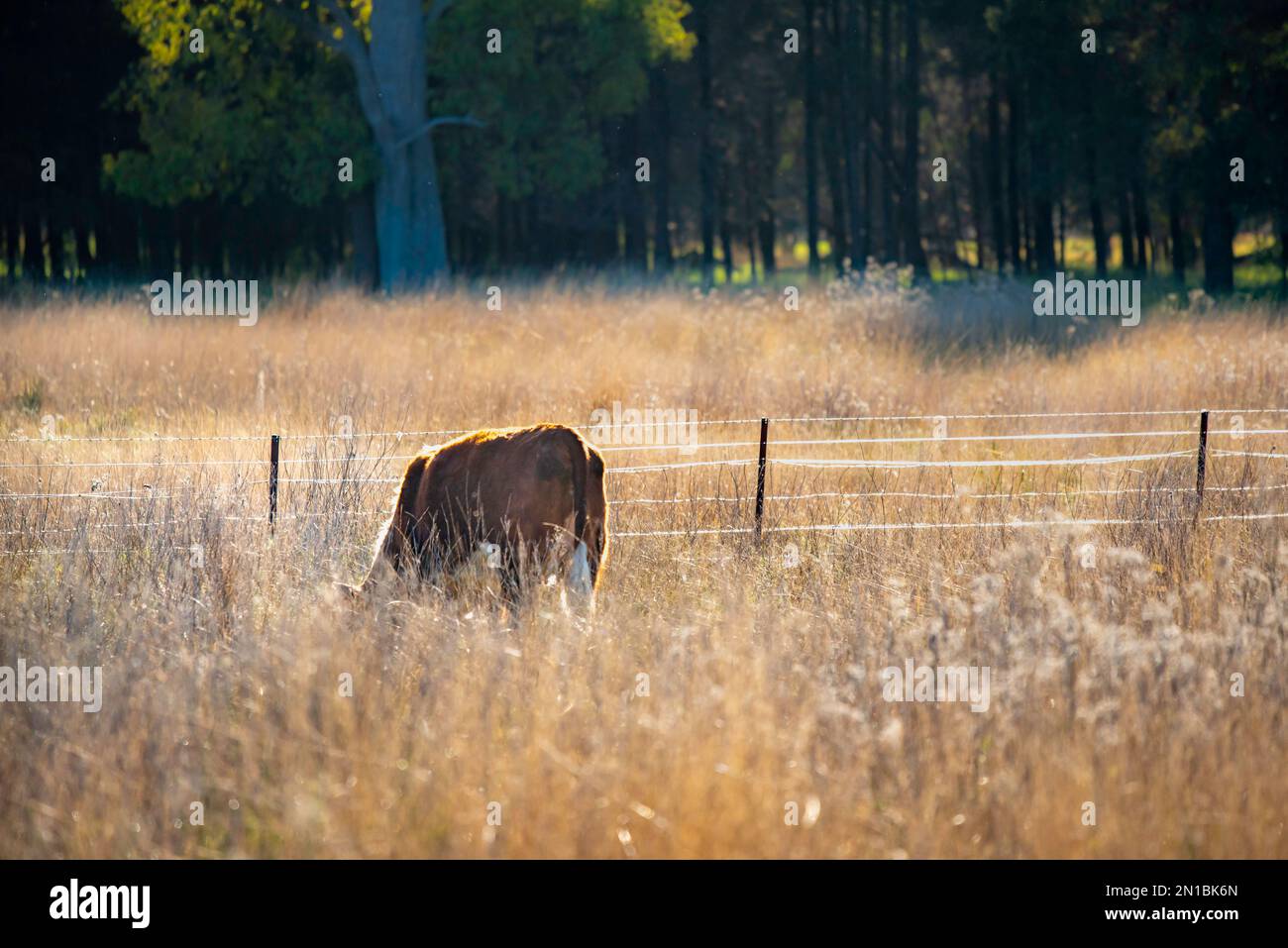 A cow (beef cattle) almost hidden in long grass in a paddock on an ...