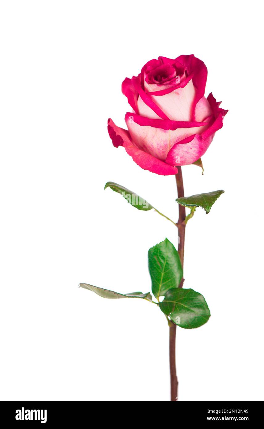 Pink Rose Flower With Clipping Path Side View Beautiful Single Red Rose Flower On Stem With