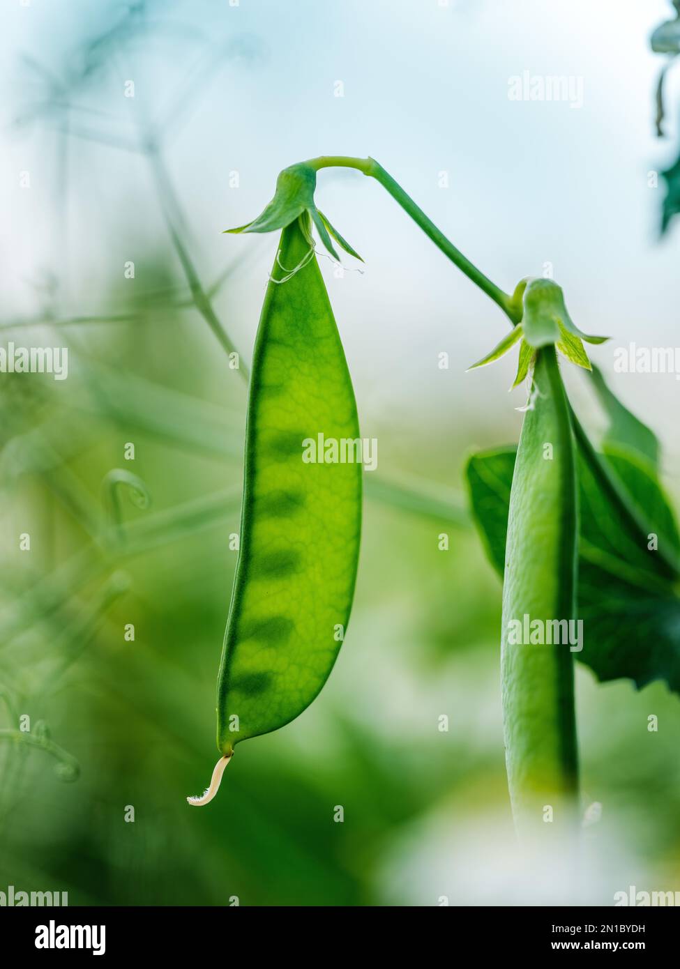 Green garden peas hi-res stock photography and images - Alamy