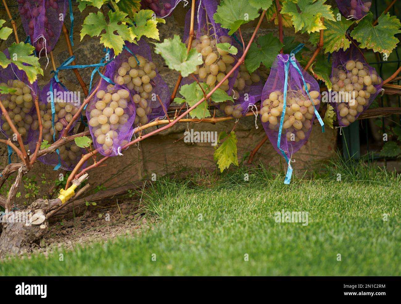 Close-up of grapes hanging from a branch in a vineyard. Sweet and ...