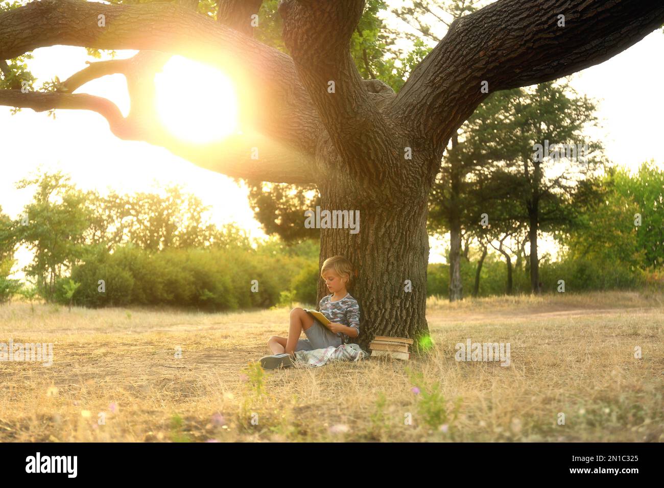 Cute little boy reading book near tree in park Stock Photo - Alamy