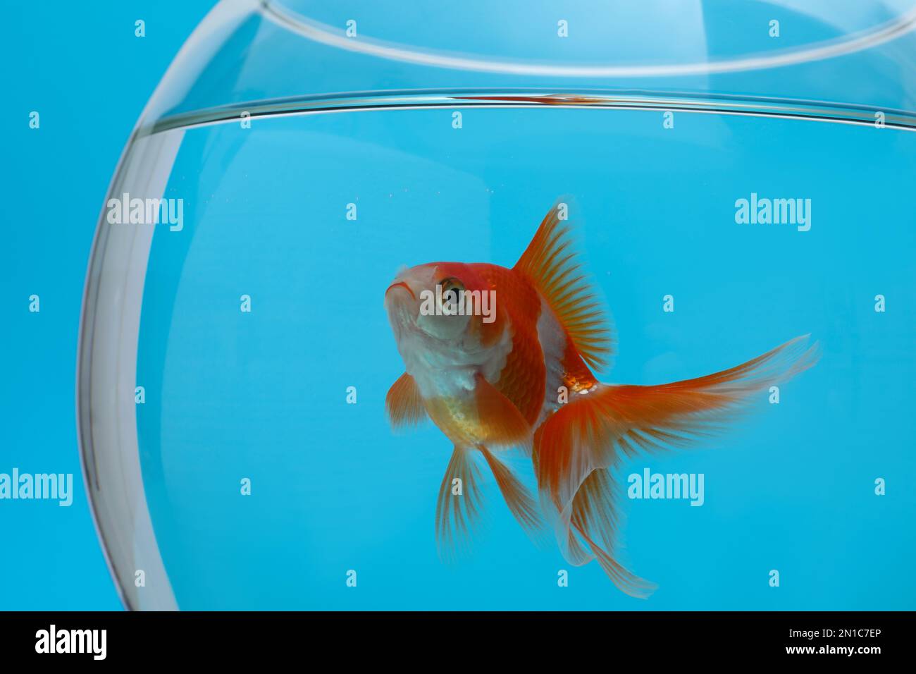 Beautiful goldfish in aquarium hi-res stock photography and images - Alamy