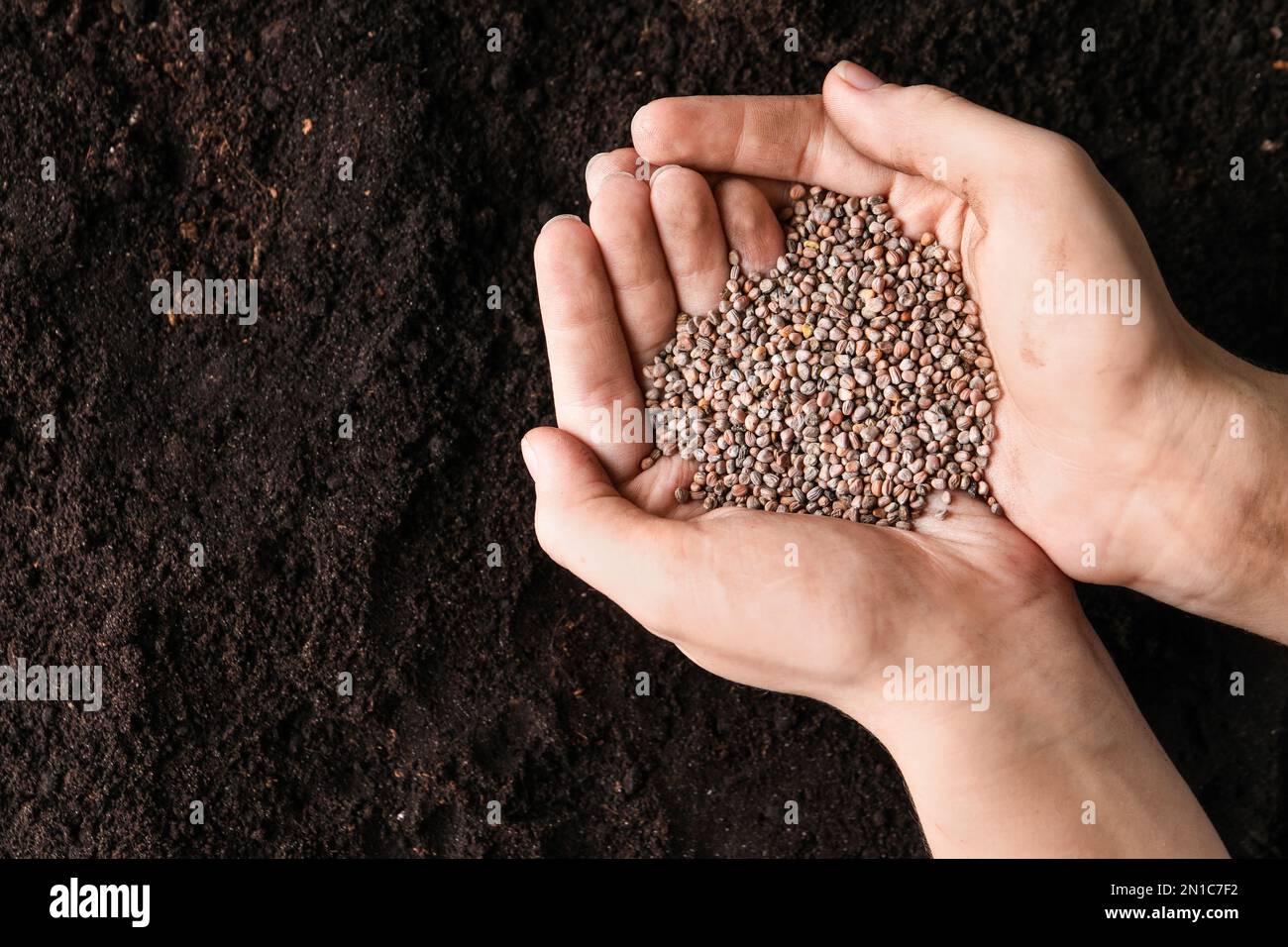 Woman holding pile of radish seeds over soil, top view with space for ...