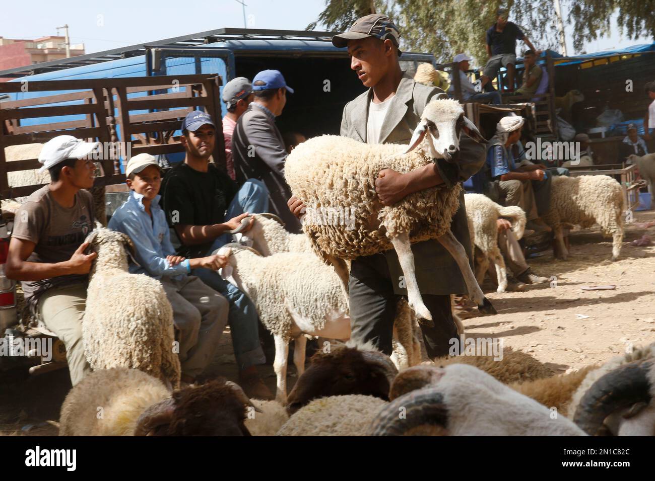 A man carries a sheep before celebrating the Muslim feast of Eid al ...