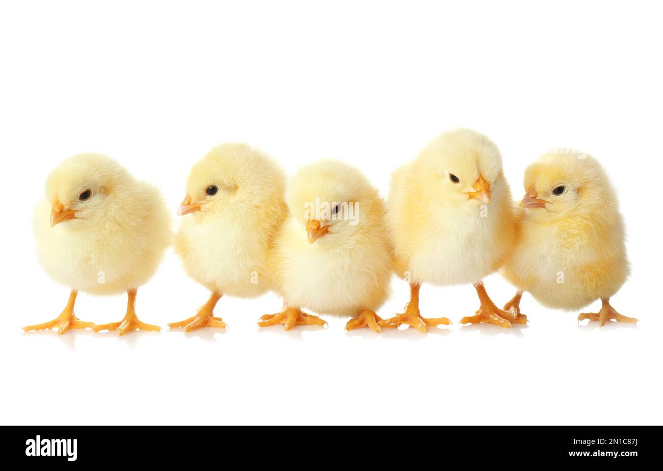 Cute fluffy baby chickens on white background. Farm animals Stock Photo - Alamy