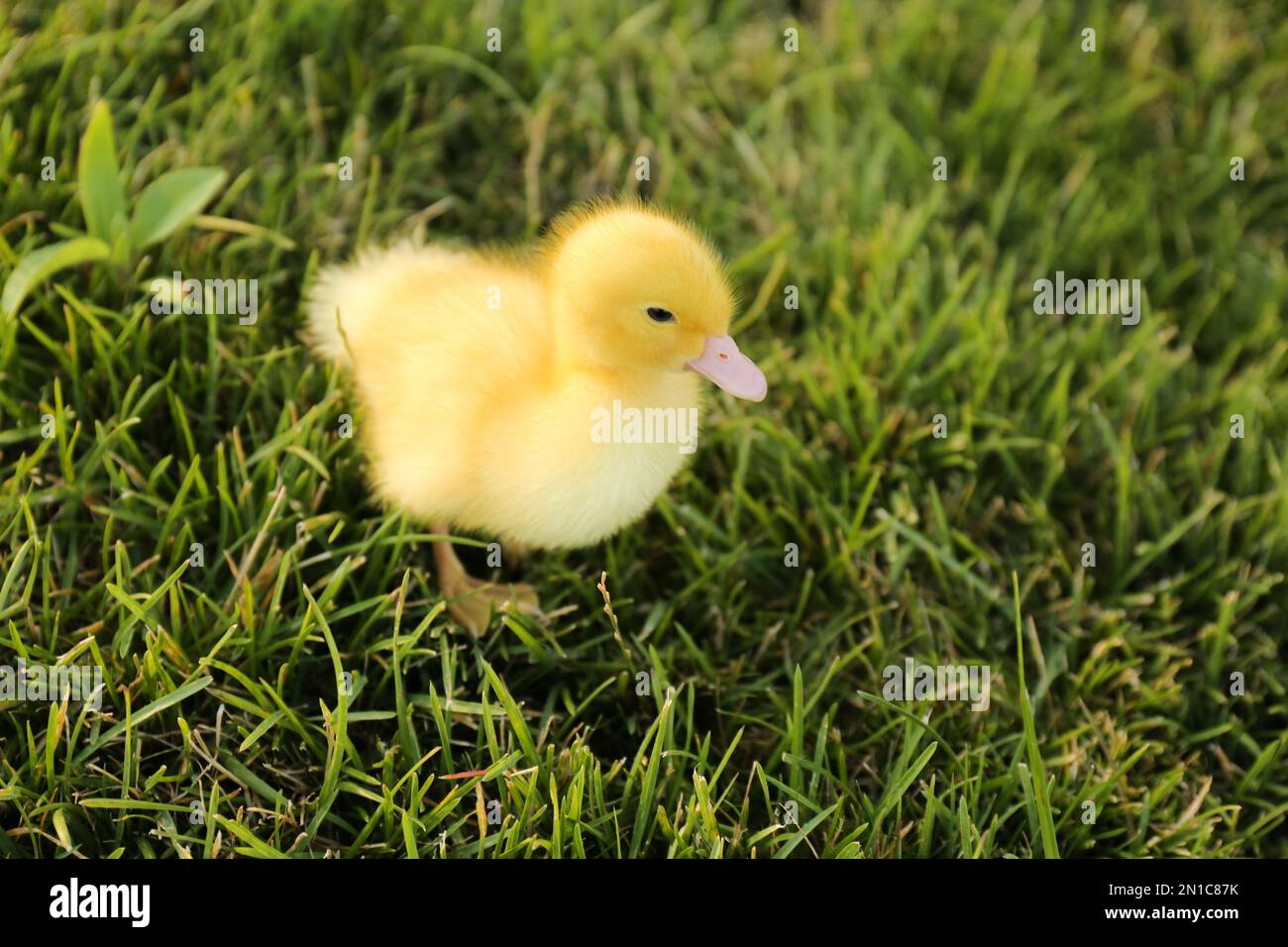 Cute fluffy gosling on green grass. Farm animal Stock Photo - Alamy