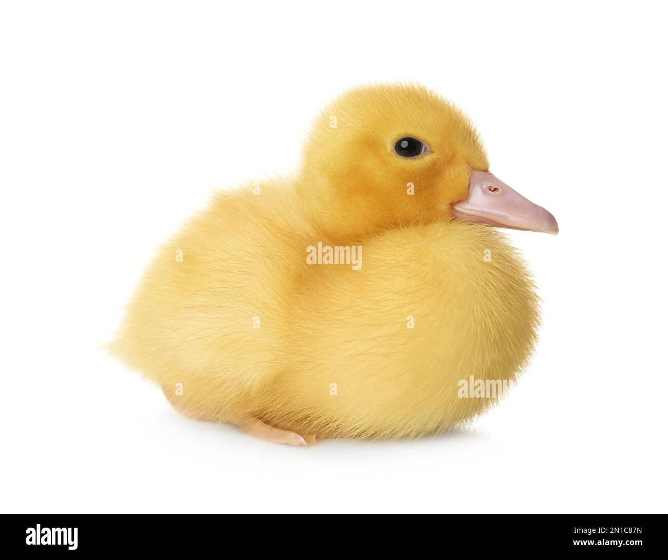 Cute fluffy gosling on white background. Farm animal Stock Photo - Alamy