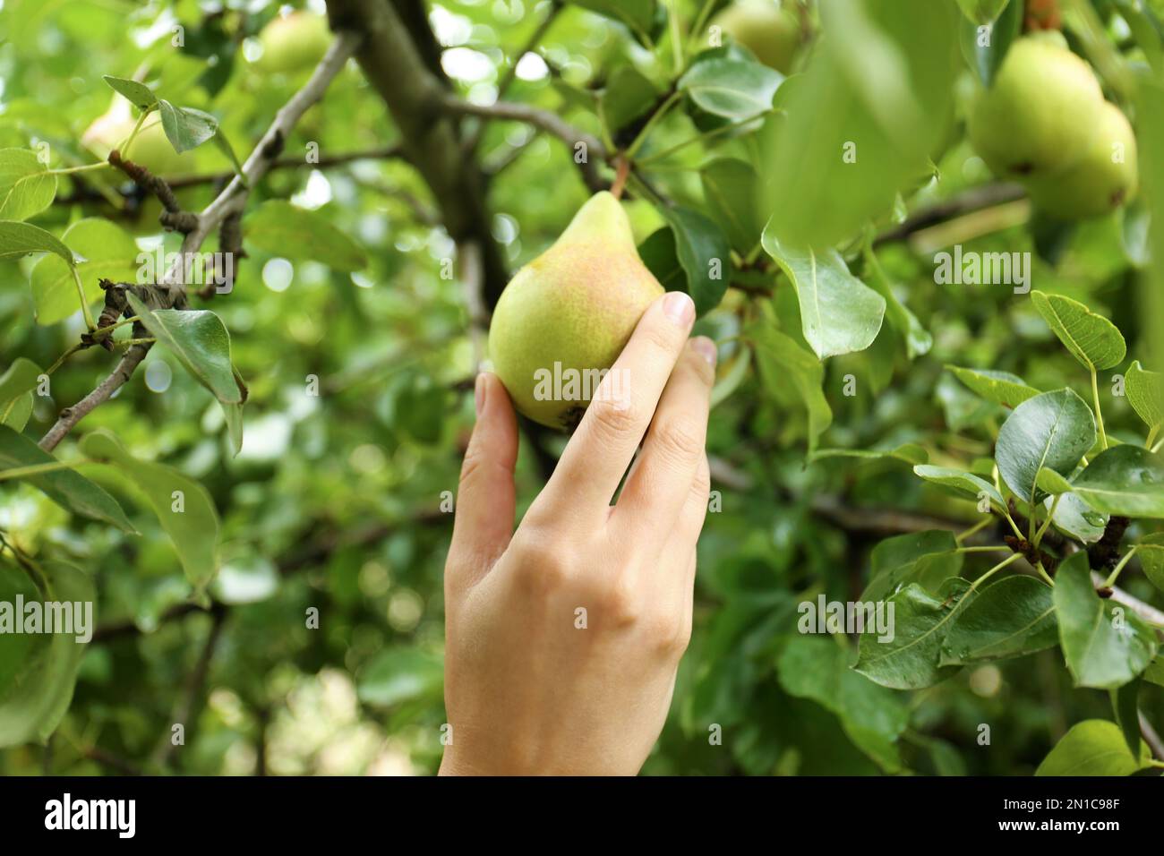Picking pear hi-res stock photography and images - Alamy