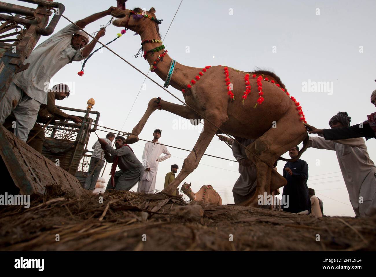 People load a camel on a truck they bought for the Eid al-Adha in ...