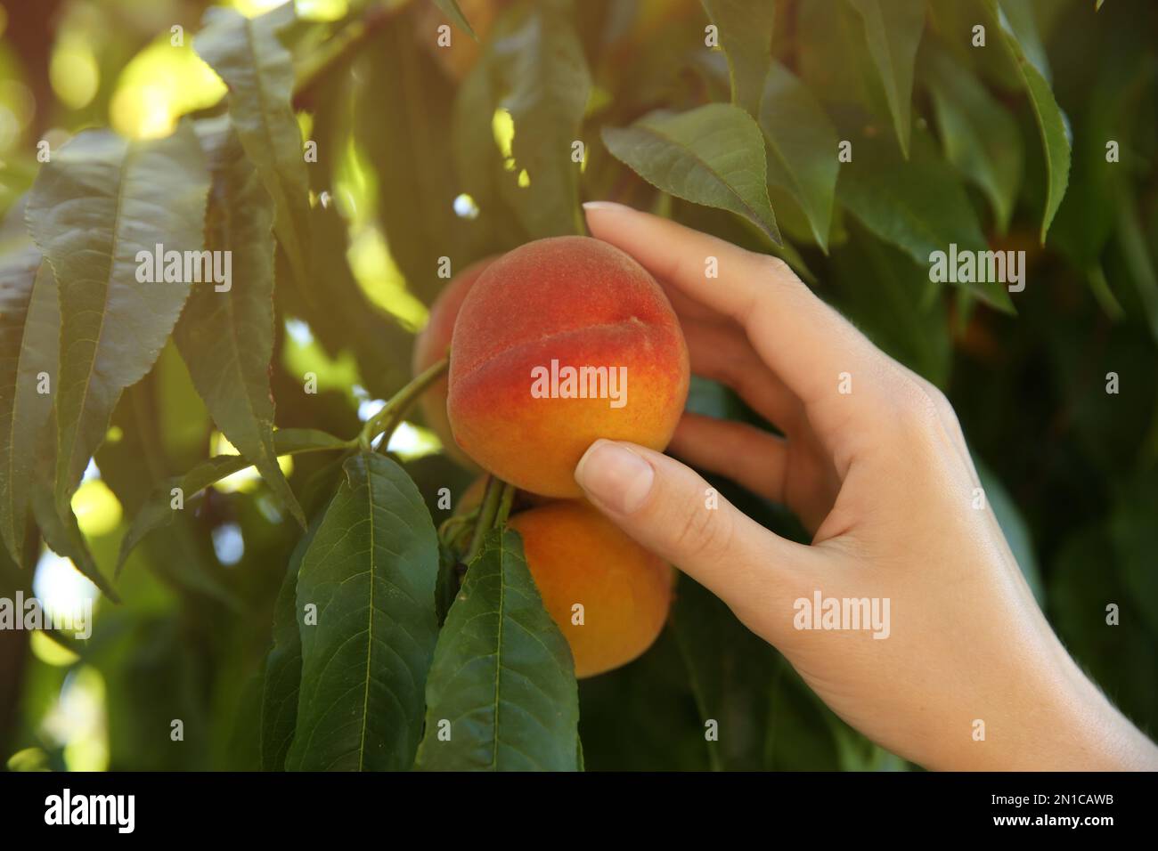 Woman farmer picking peaches hi-res stock photography and images - Alamy