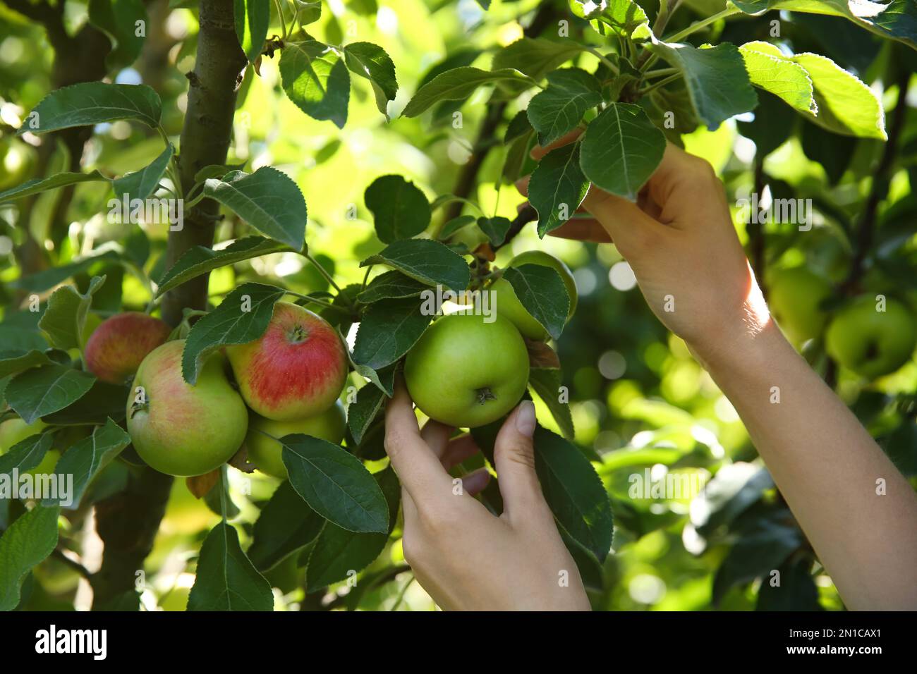 Female hands picking green apples hi-res stock photography and images ...