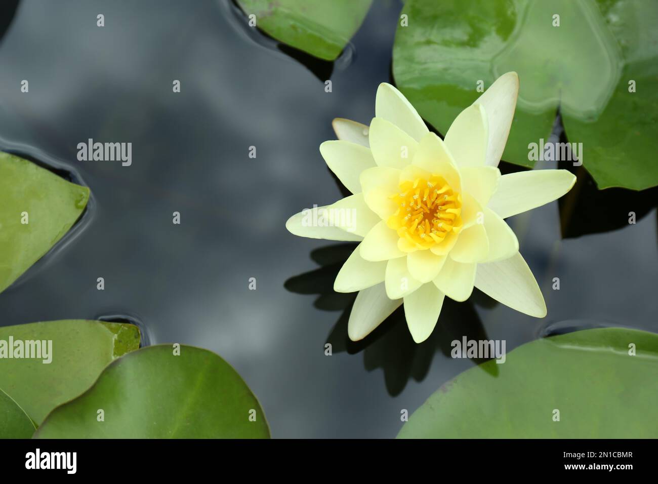 Beautiful white lotus flower and leaves in pond, top view Stock Photo ...