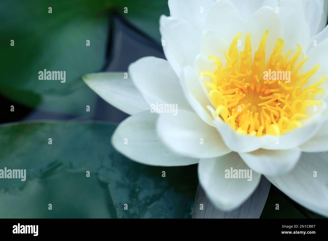 White lotus flower in hi-res stock photography and images - Alamy