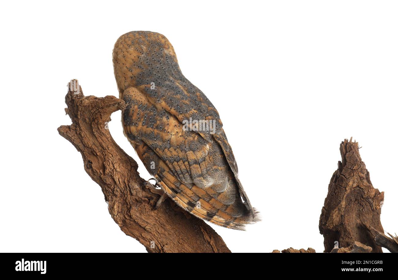 Beautiful common barn owl on tree against white background, back view ...