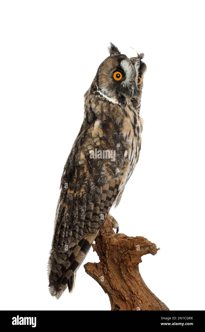 Beautiful eagle owl on twig against white background. Predatory bird ...