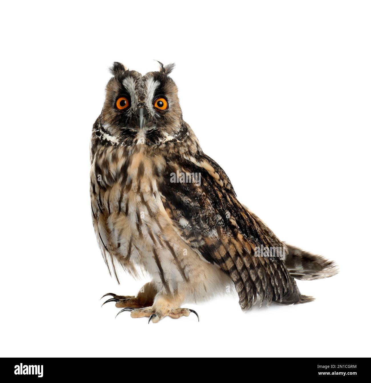 Beautiful eagle owl on white background. Predatory bird Stock Photo - Alamy