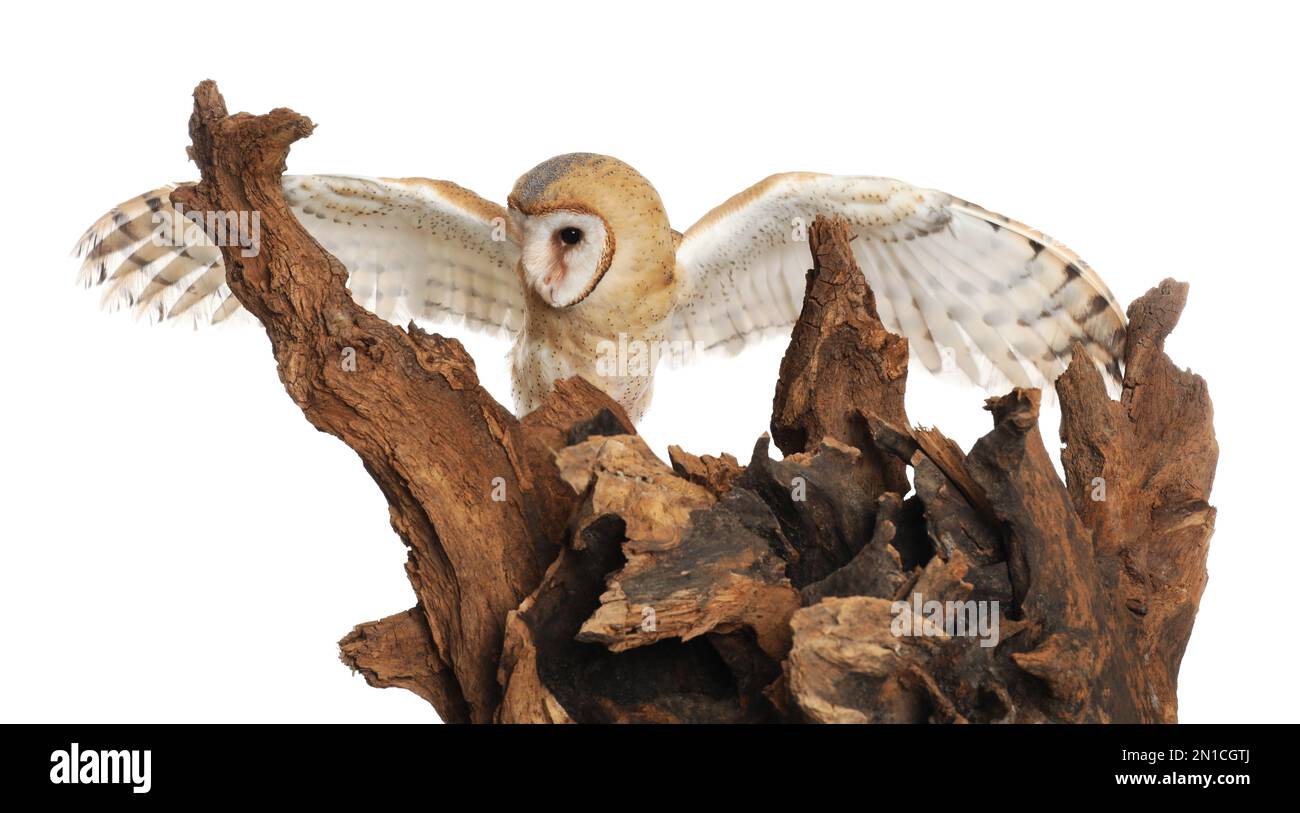 Tyto detorta hi-res stock photography and images - Alamy