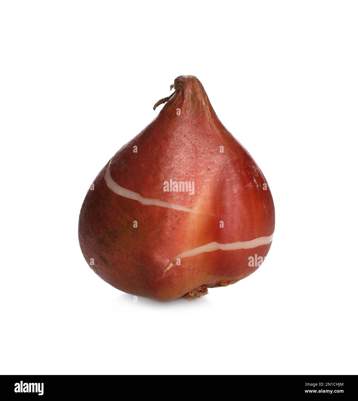 Tulip bulb isolated on white. Gardening season Stock Photo - Alamy