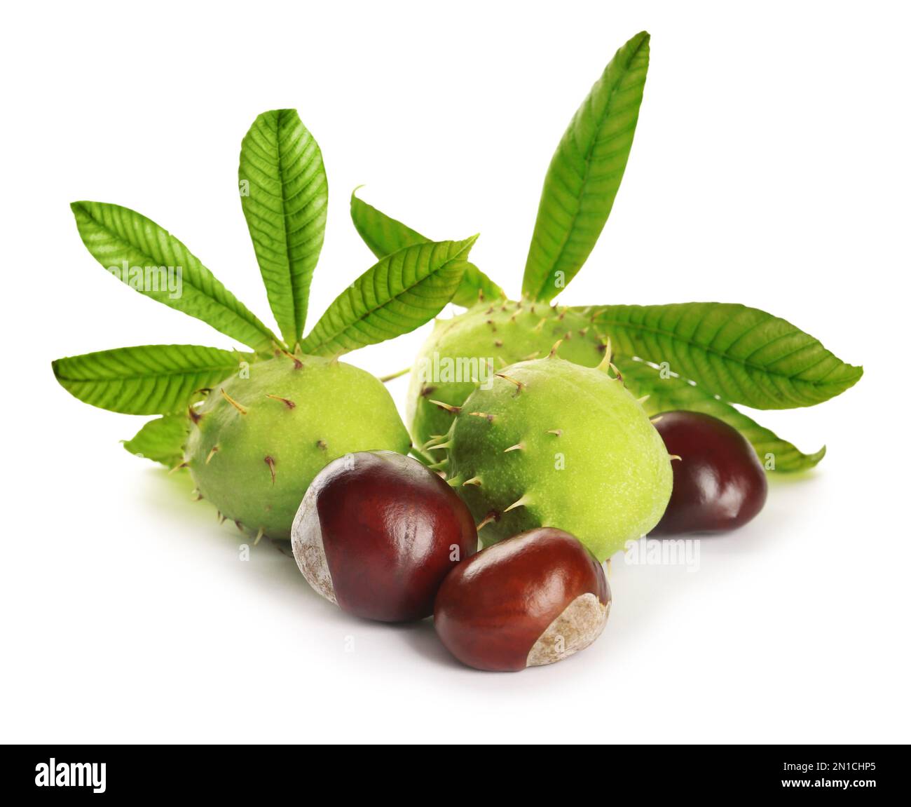 Horse chestnuts and tree leaves on white background Stock Photo - Alamy