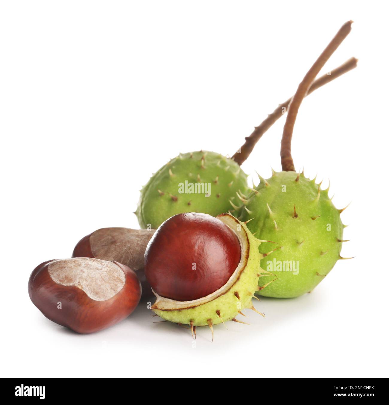 Horse chestnuts in pods isolated on white Stock Photo - Alamy