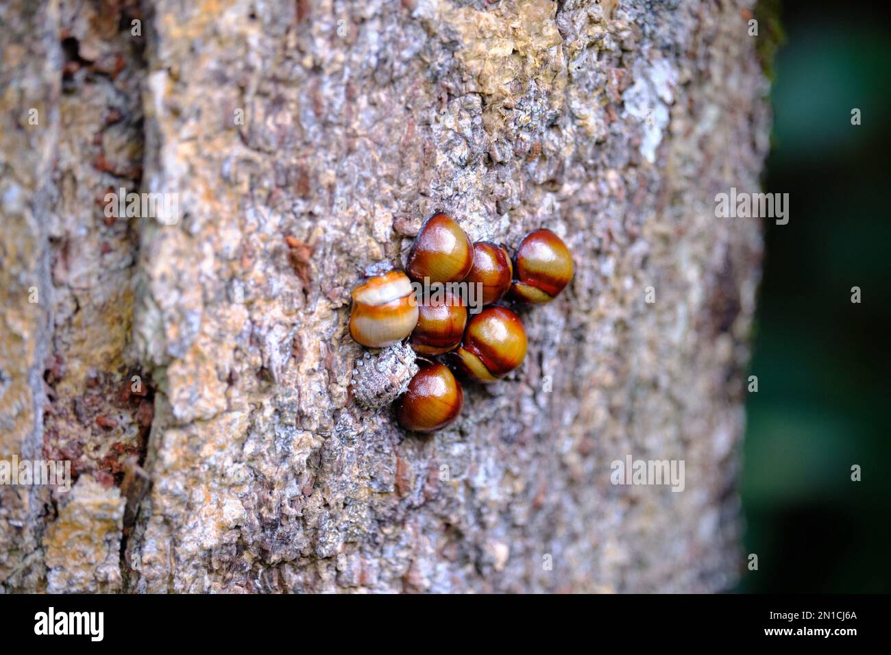 A closeup of cluster of nuts embedded into the bark of a tree Stock ...