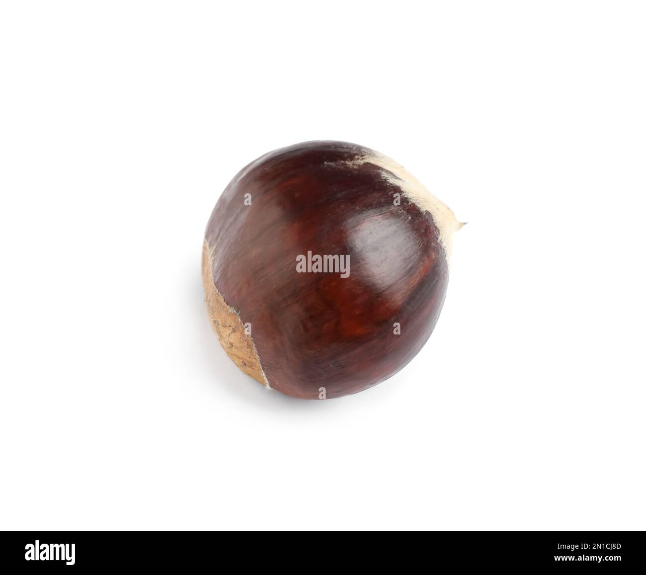 Fresh sweet edible chestnut isolated on white Stock Photo - Alamy
