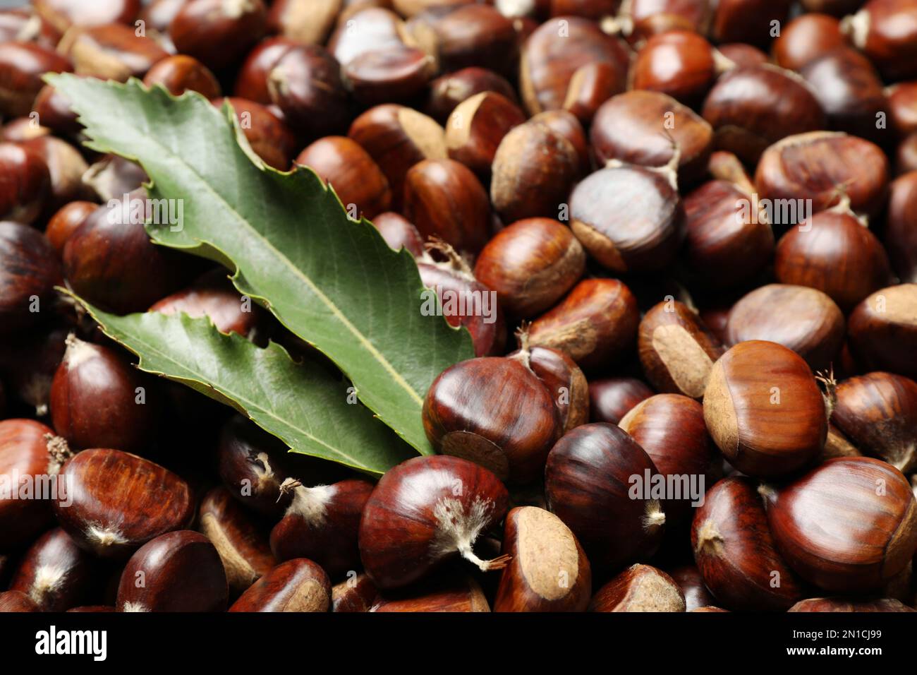 Fresh edible sweet chestnuts as background, closeup Stock Photo - Alamy
