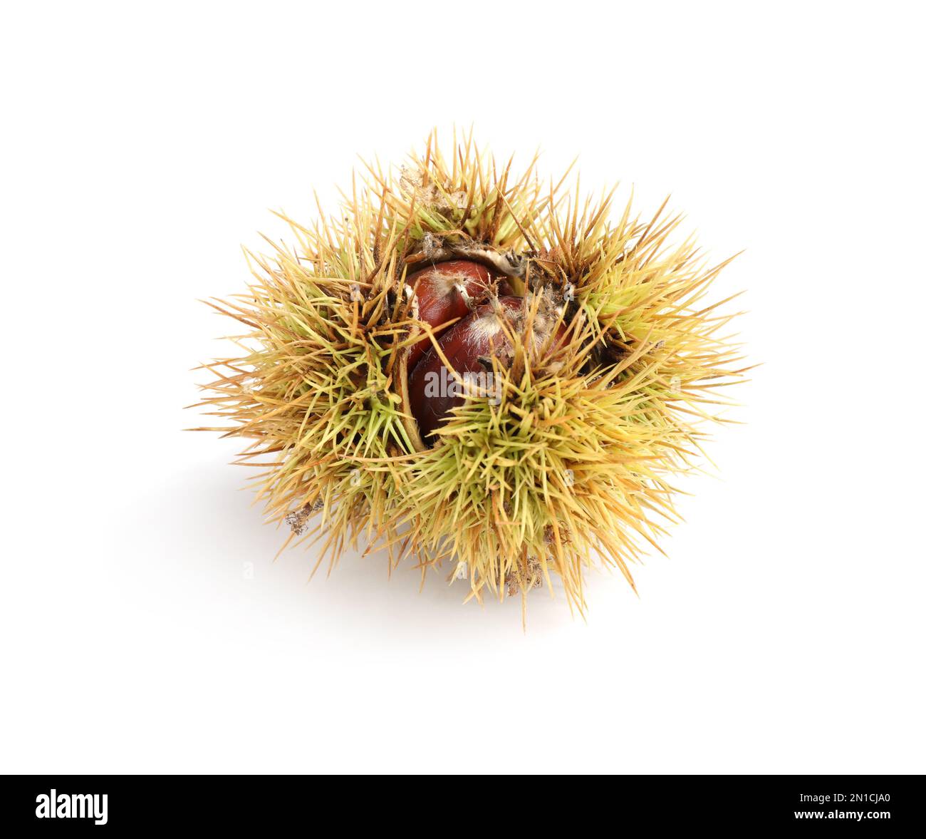 Fresh sweet edible chestnut in husk isolated on white Stock Photo - Alamy