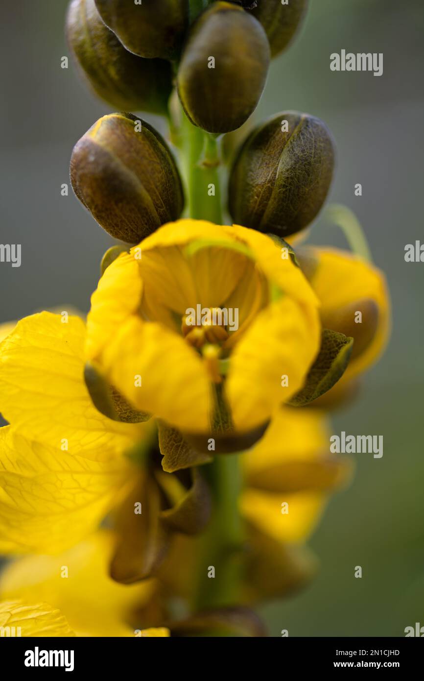yellow flower looks like its related to the coffee family Stock Photo ...