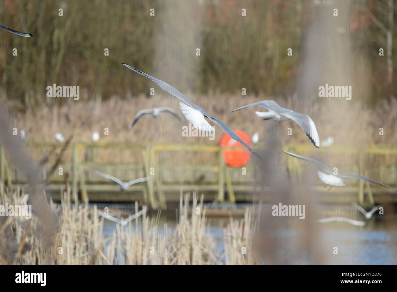Happy wild undisturbed day hi-res stock photography and images - Alamy