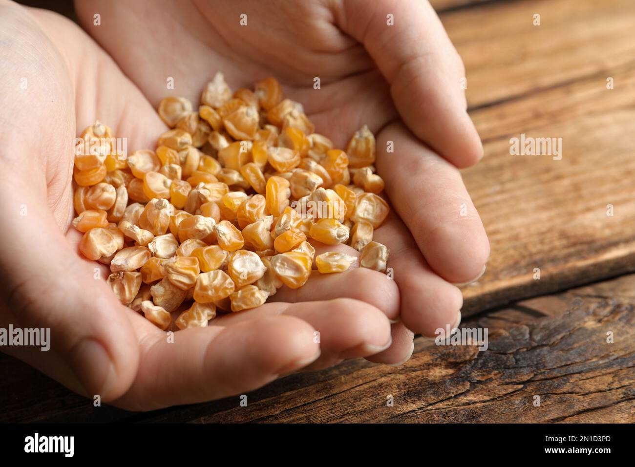 Woman holding pile of corn seeds over wooden table, closeup. Vegetable ...