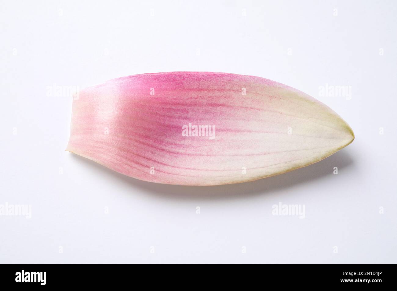 Beautiful pink lotus flower petal isolated on white Stock Photo - Alamy