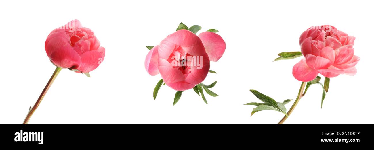 Set of beautiful coral peony flowers on white background. Banner design ...