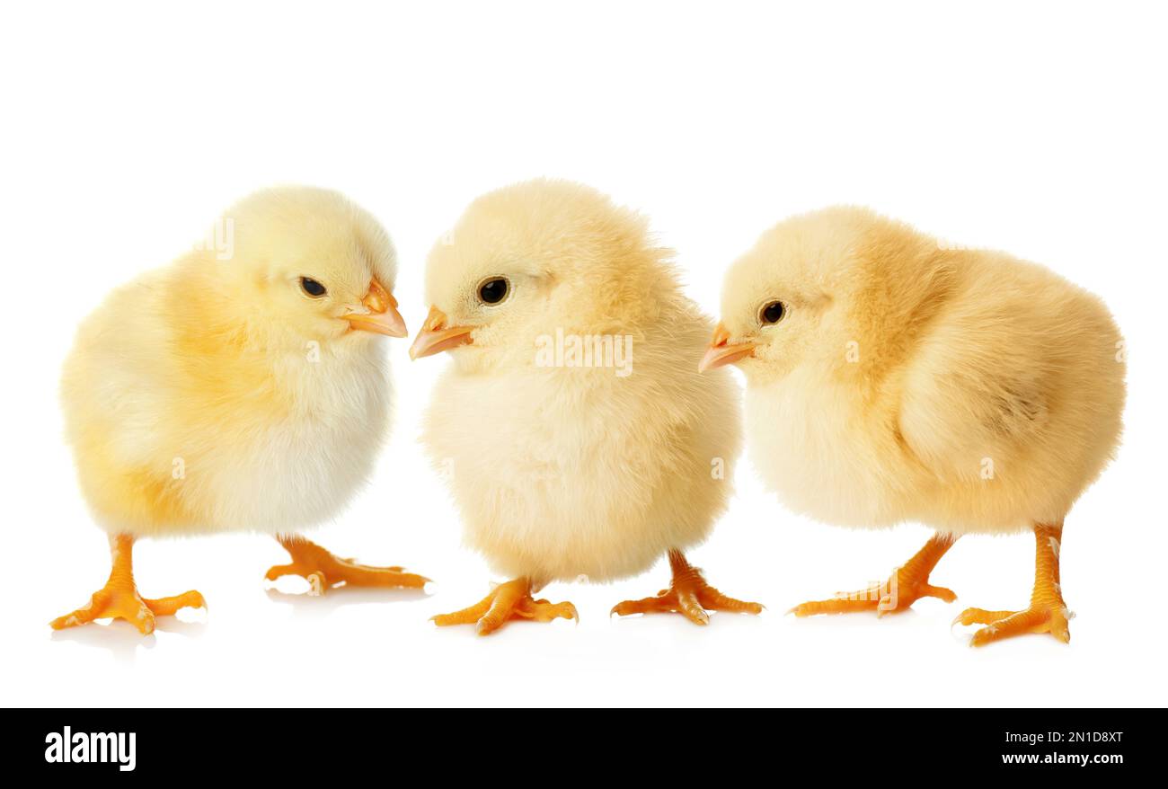 Three cute fluffy chickens on white background Stock Photo - Alamy