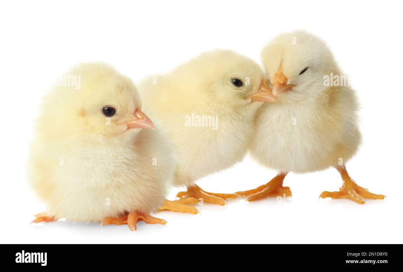 Three cute fluffy chickens on white background Stock Photo - Alamy