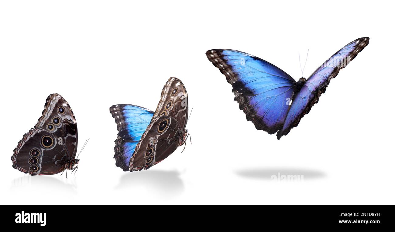 Collage with blue morpho butterfly flying up on white background ...