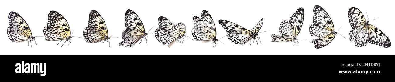 Set of beautiful rice paper butterflies on white background. Banner ...