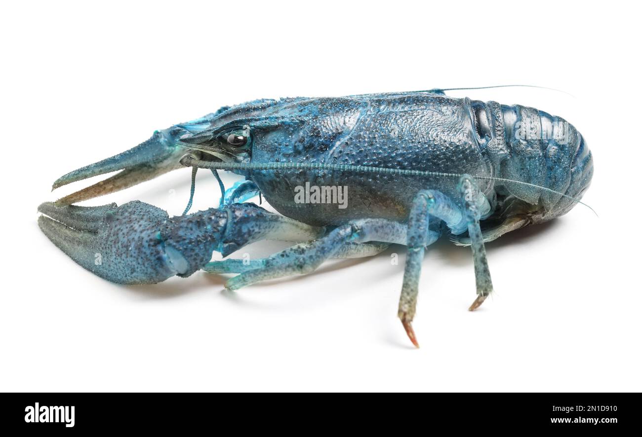 Blue or sapphire crayfish isolated on white Stock Photo - Alamy