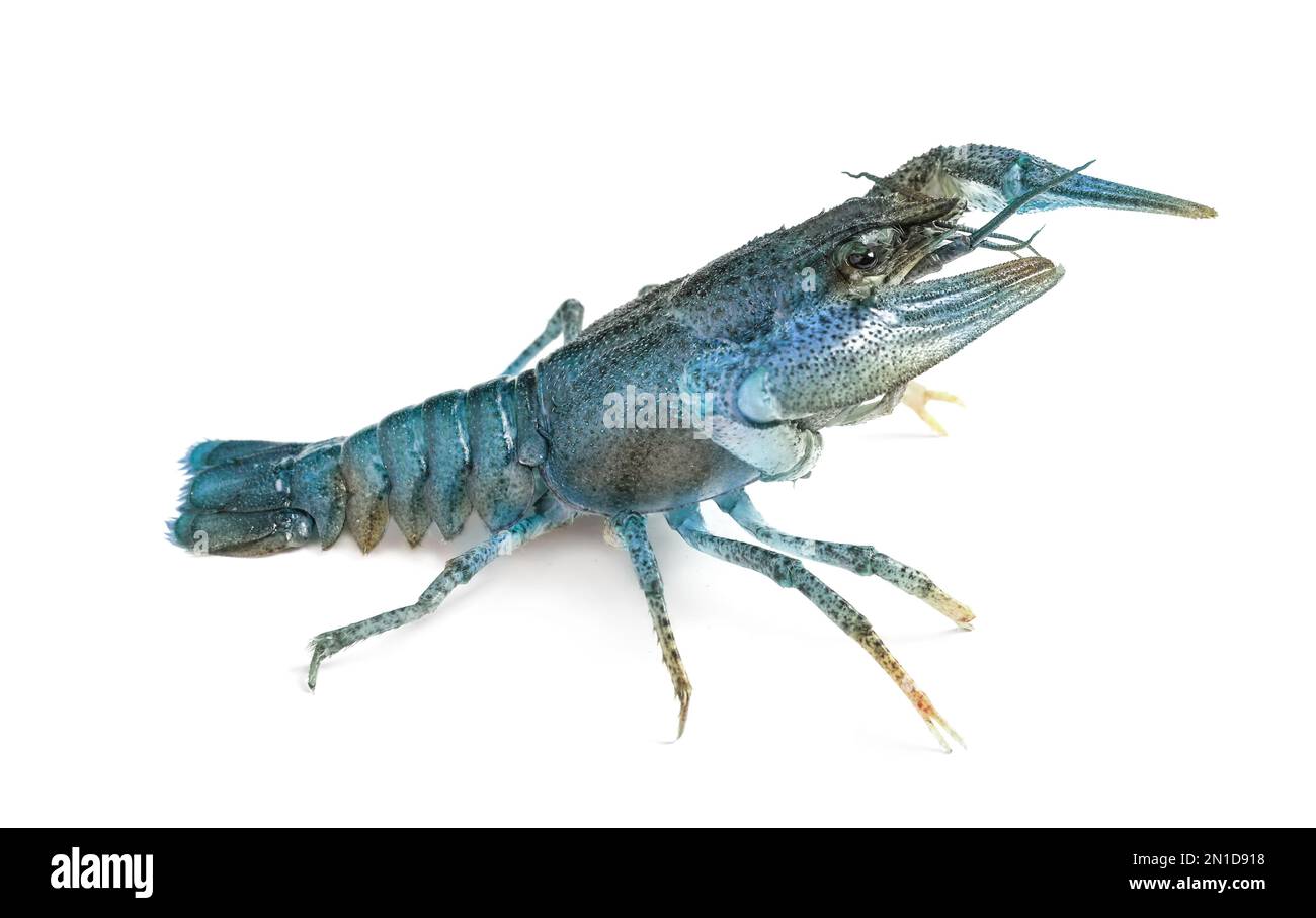 Blue crayfish species hi-res stock photography and images - Alamy