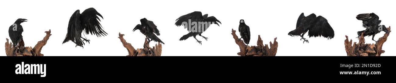 Collage with black ravens on white background. Banner design Stock ...