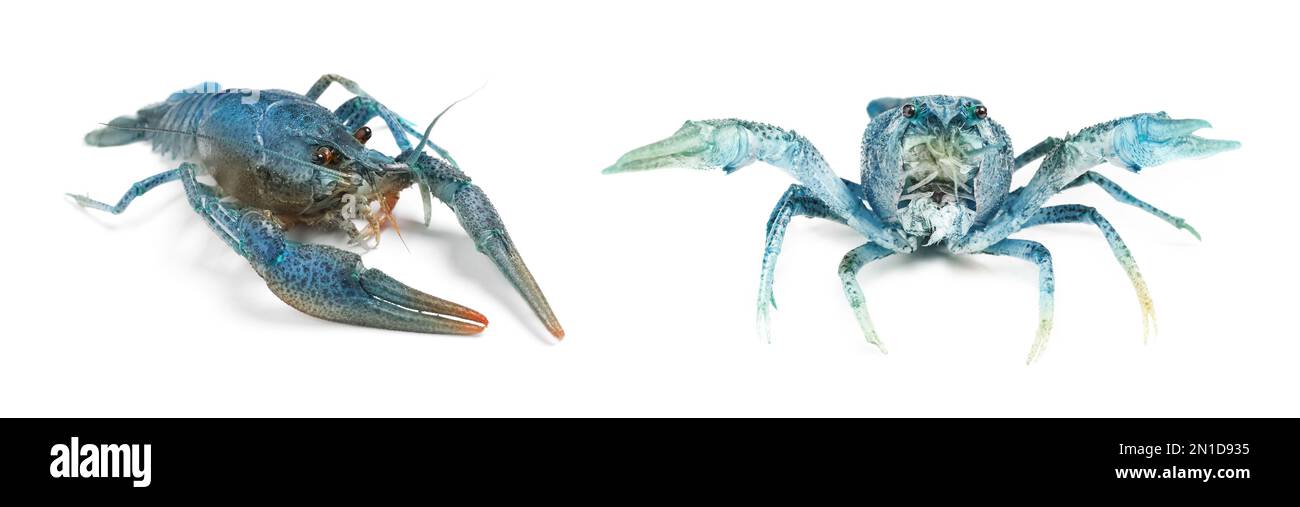 Two blue crayfishes isolated on white. Banner design Stock Photo - Alamy