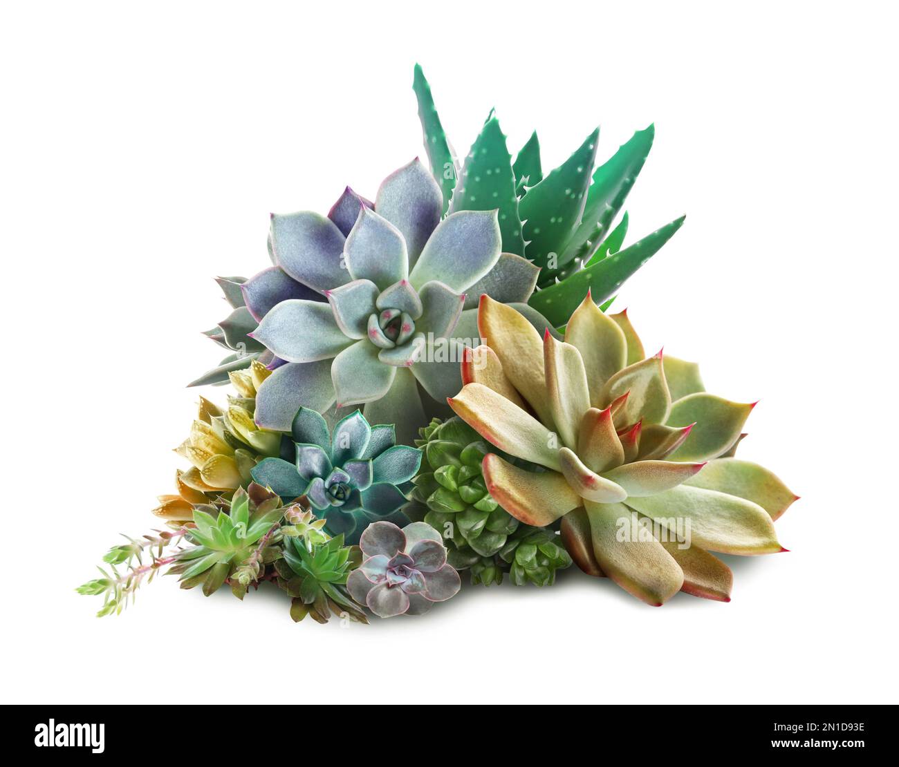 Collection of different beautiful succulents on white background Stock ...